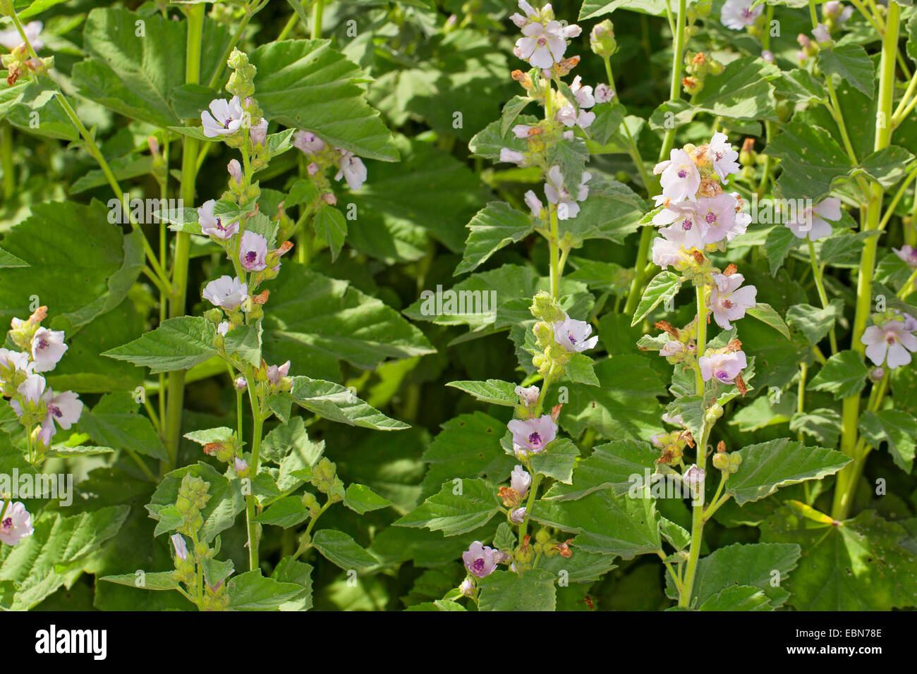 common marsh-mallow, common marshmallow (Althaea officinalis), blooming ...