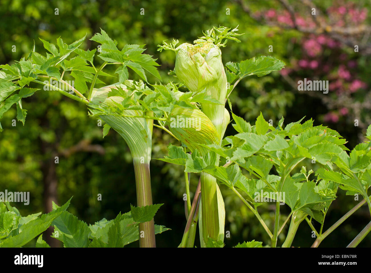 Garden angelica (Angelica archangelica), sprout an leaf sheath, Germany ...