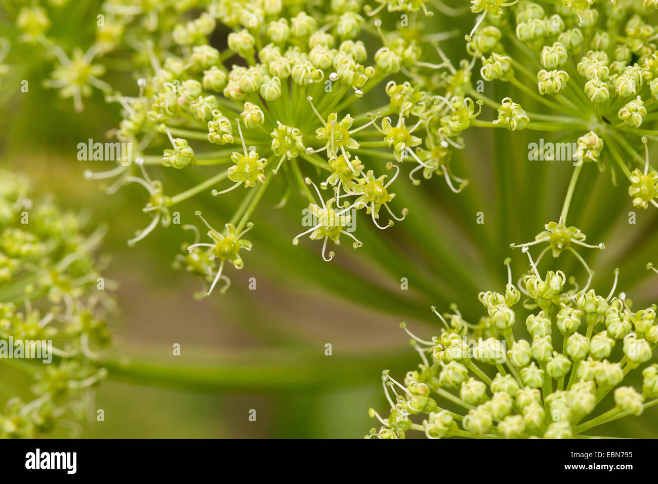 Garden angelica (Angelica archangelica), inflorescence, Germany Stock ...