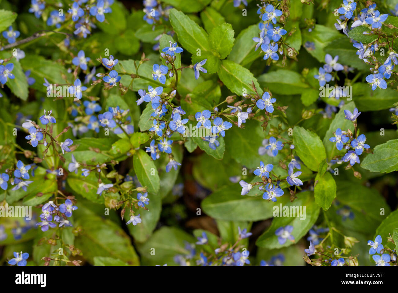 Water pimpernel hi-res stock photography and images - Alamy