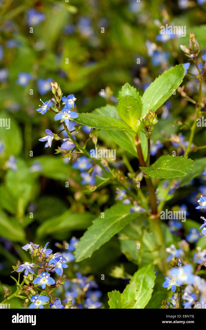 Blue brooklime flower hi-res stock photography and images - Alamy