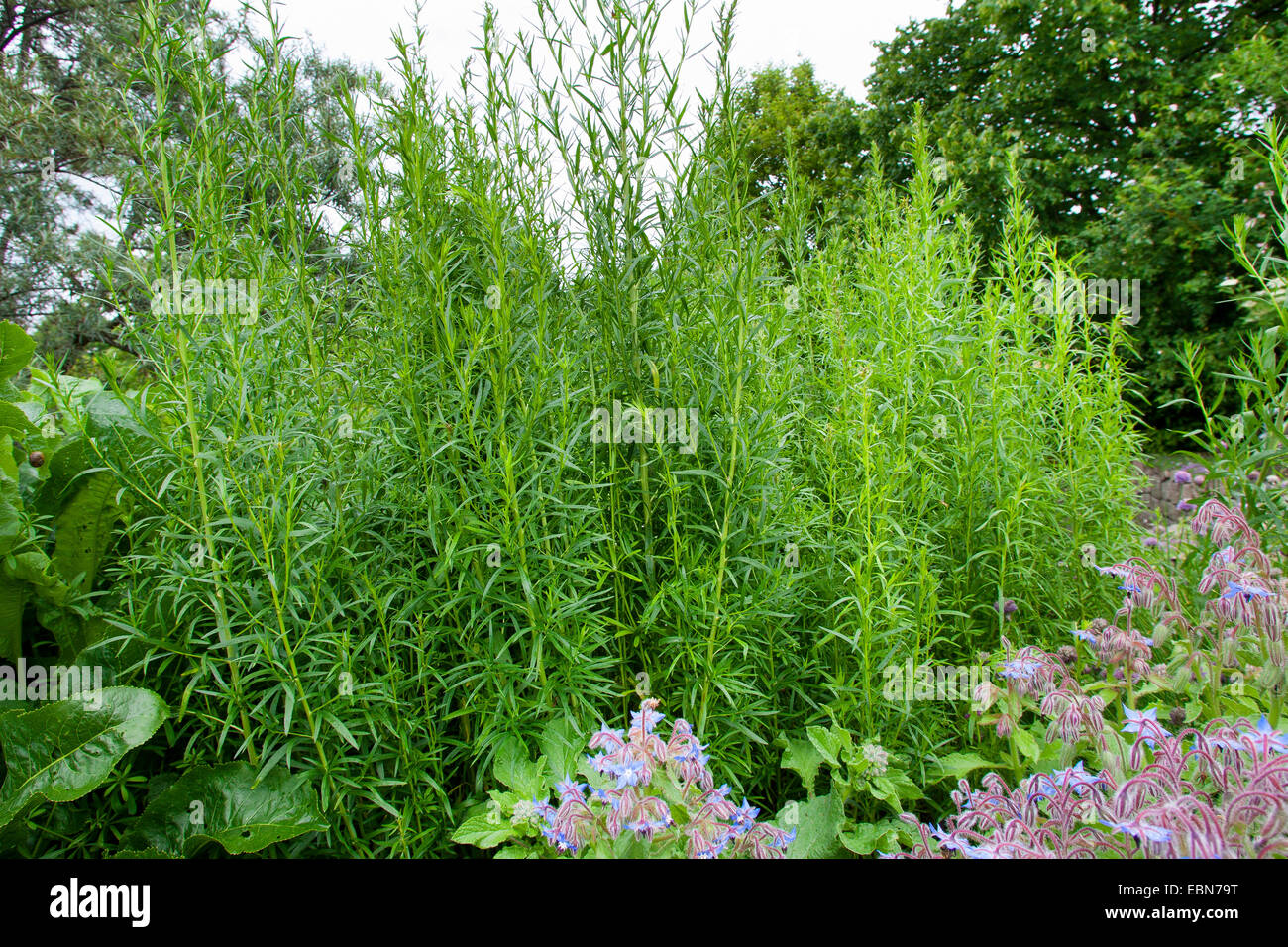 Dragon sagewort, Tarragon, Estragole, Esdragol, Esdragon (Artemisia ...