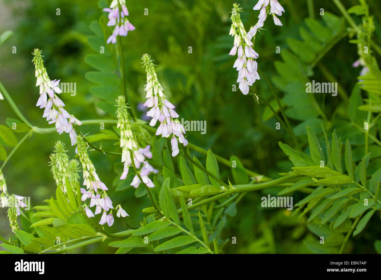 Goat's rue, French lilac, Italian fitch, Professor-weed (Galega ...