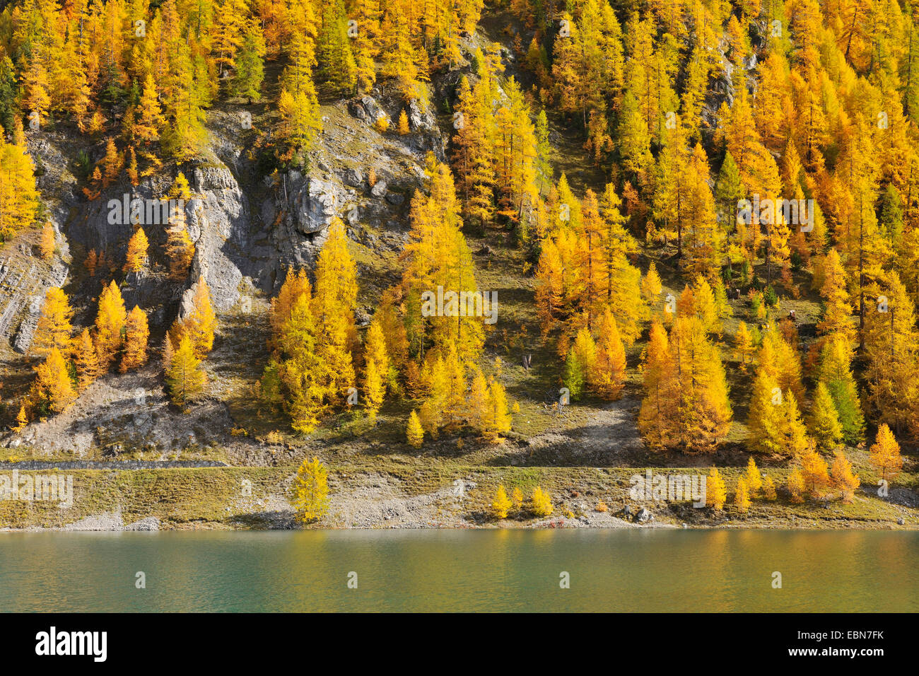 Larch mountain woods hi-res stock photography and images - Alamy