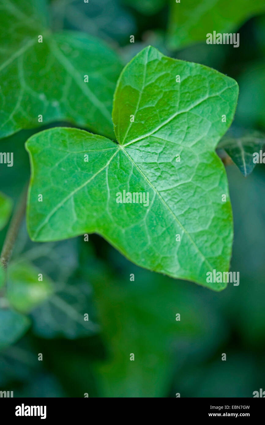 English ivy, common ivy (Hedera helix), leaf, Germany Stock Photo - Alamy