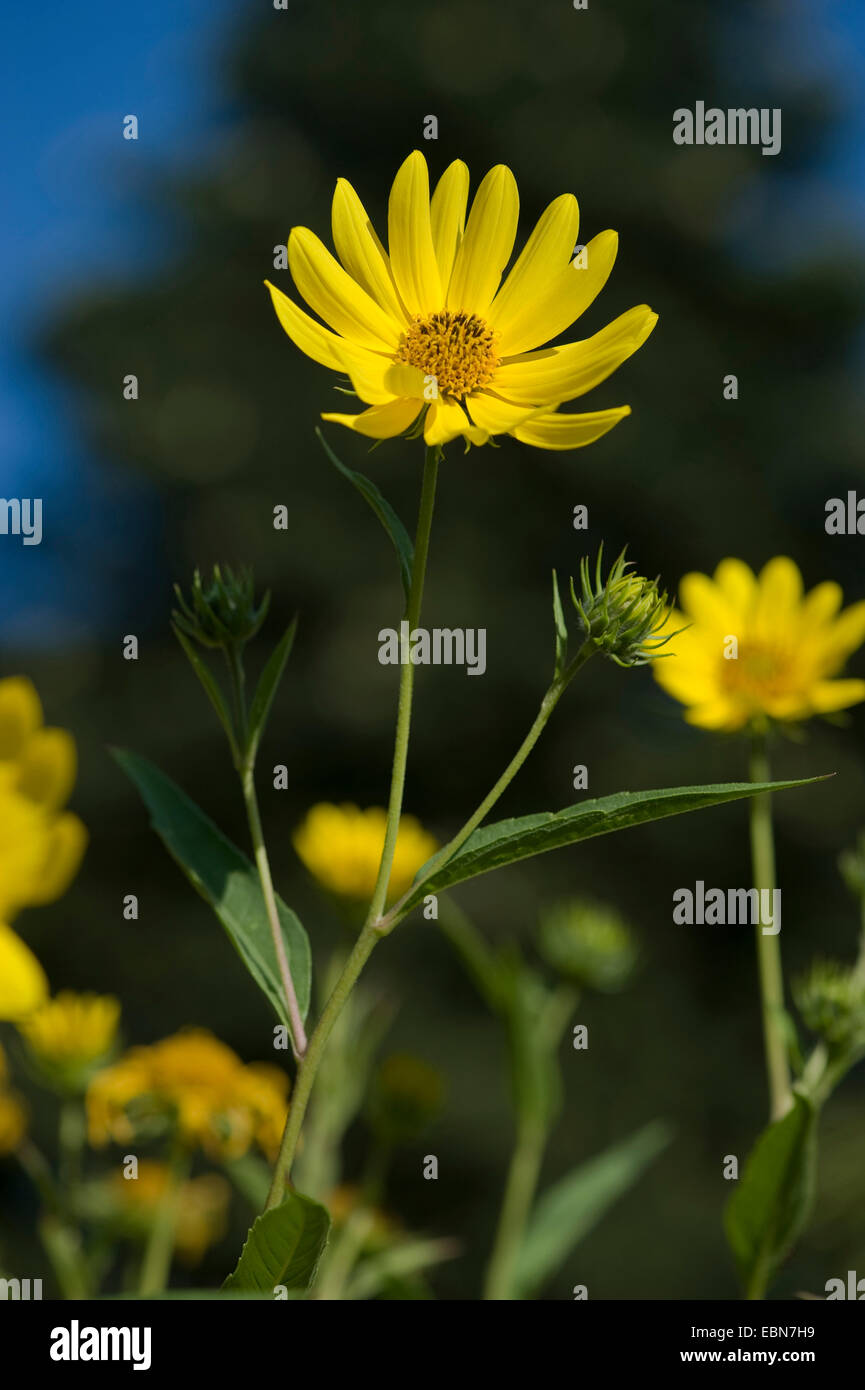 California sunflower (Helianthus californicus), blooming Stock Photo ...