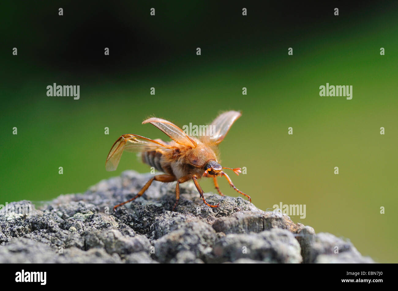 Summer flying insect insects hi-res stock photography and images - Alamy