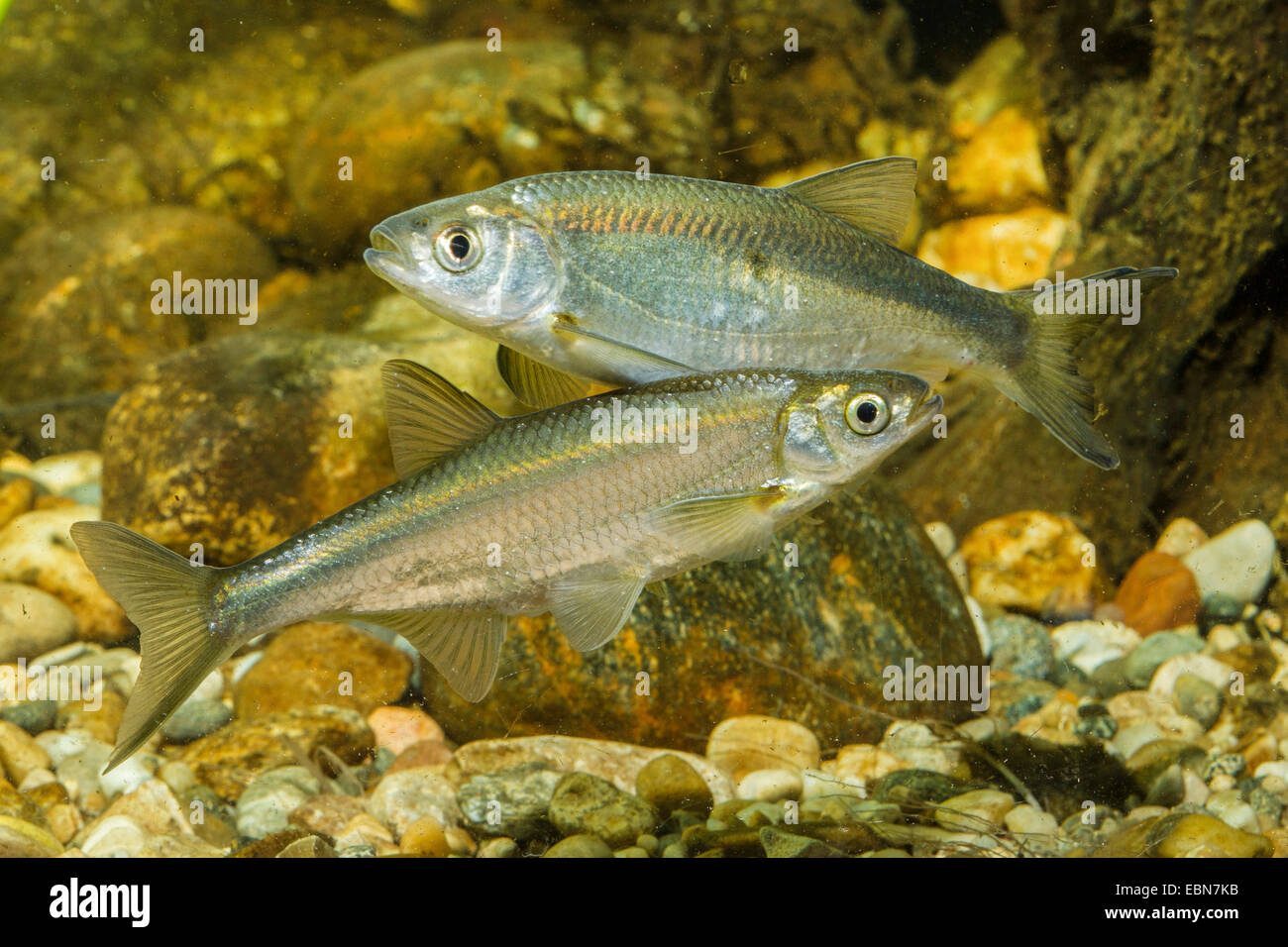 Bleak Alburnus Alburnus Stock Photos & Bleak Alburnus Alburnus Stock ...