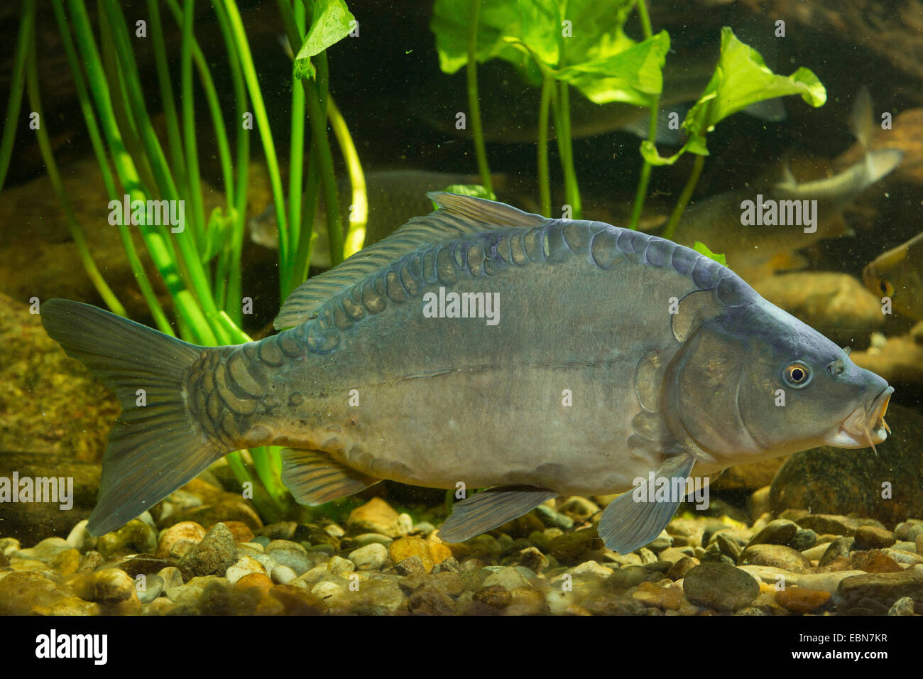 carp, common carp, European carp (Cyprinus carpio), mirror carp Stock ...