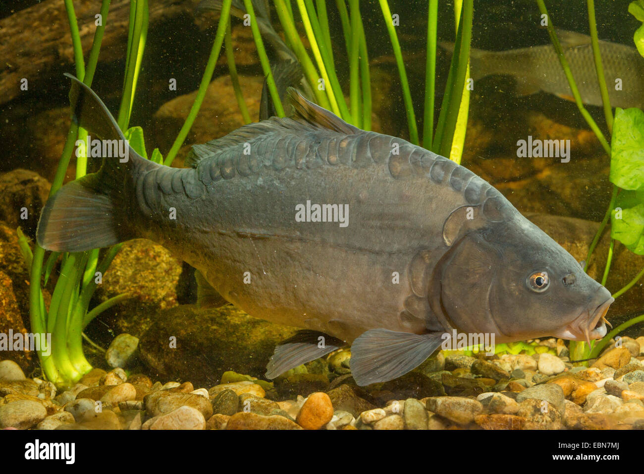 carp, common carp, European carp (Cyprinus carpio), swimming mirror ...