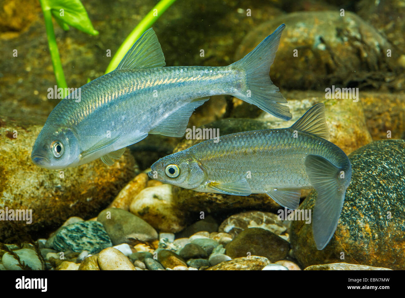 Milter hi-res stock photography and images - Alamy