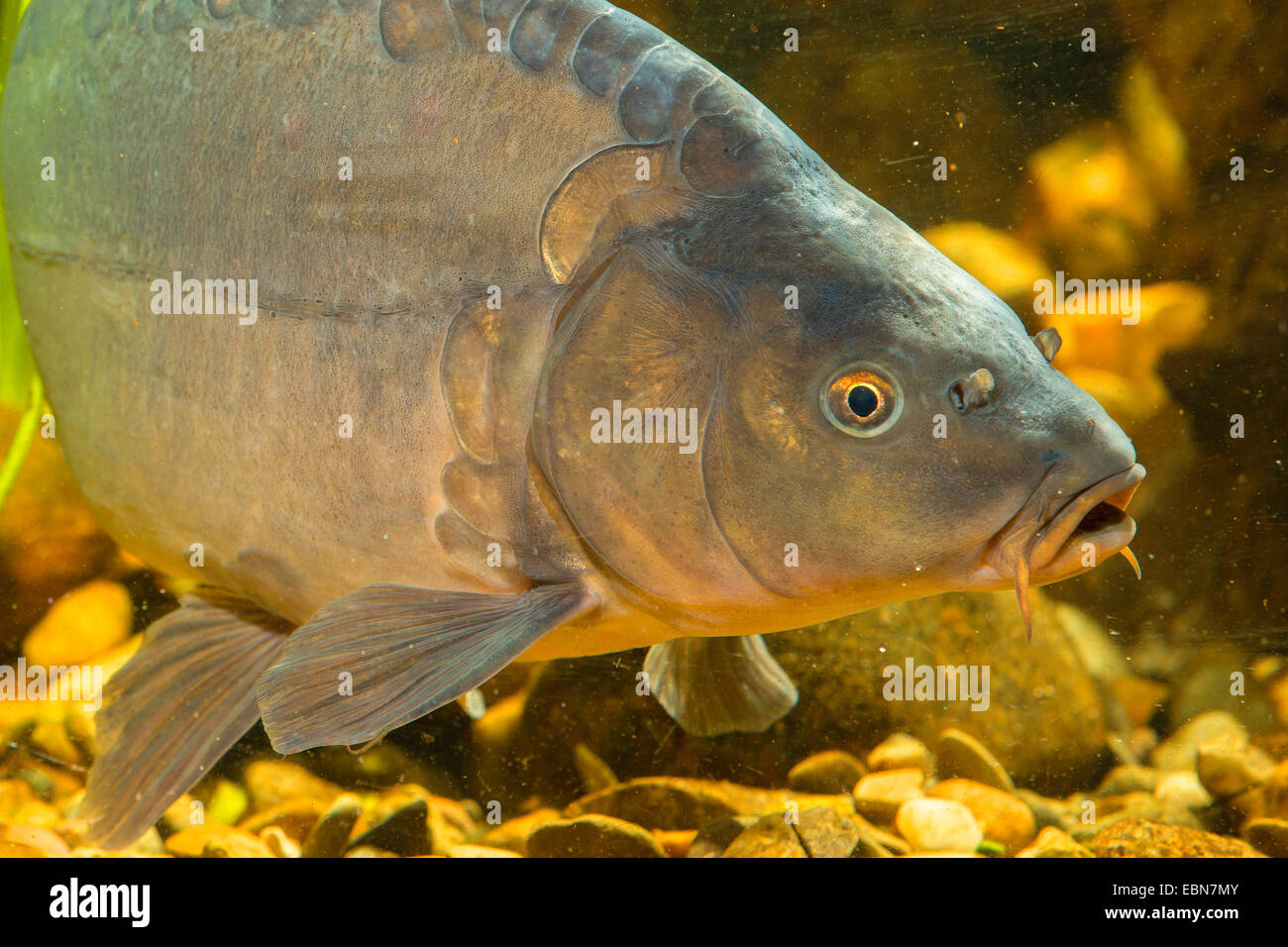 Mirror carp underwater hi-res stock photography and images - Alamy