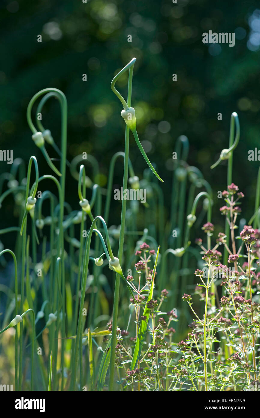 Allium sativum plant plants hi-res stock photography and images - Alamy