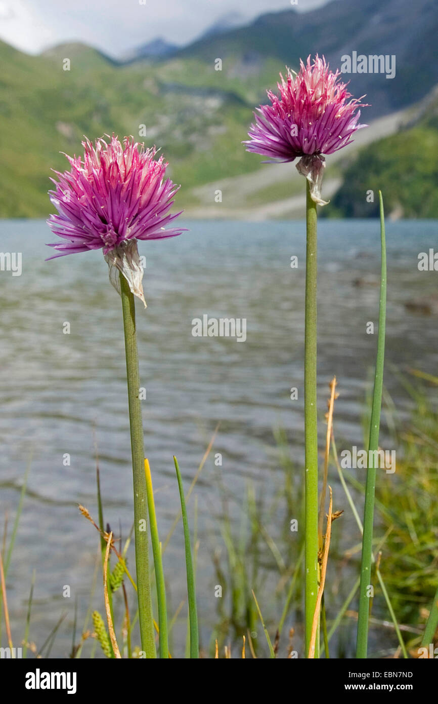 Wild onions hi-res stock photography and images - Alamy