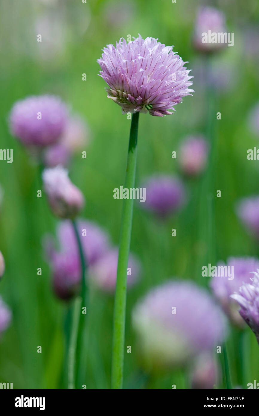 chives, sand leek (Allium schoenoprasum), blooming Stock Photo - Alamy