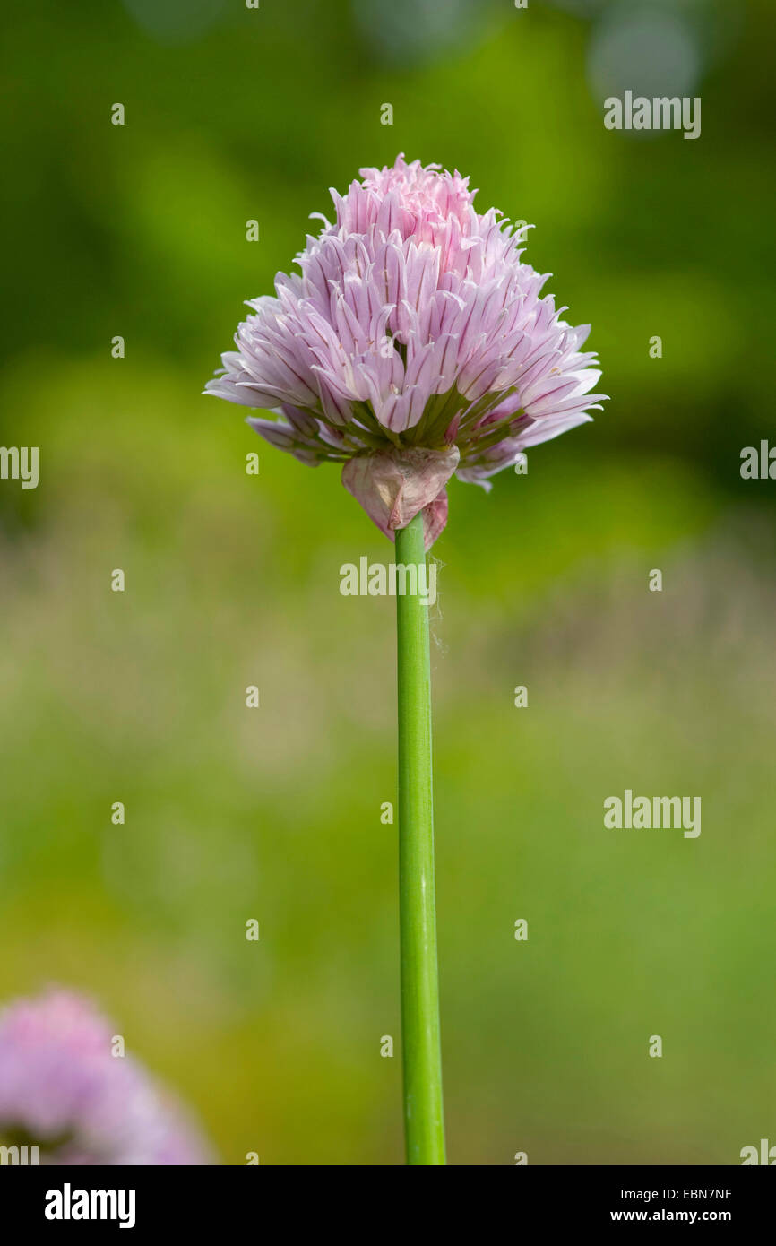 chives, sand leek (Allium schoenoprasum), inflorescence Stock Photo - Alamy