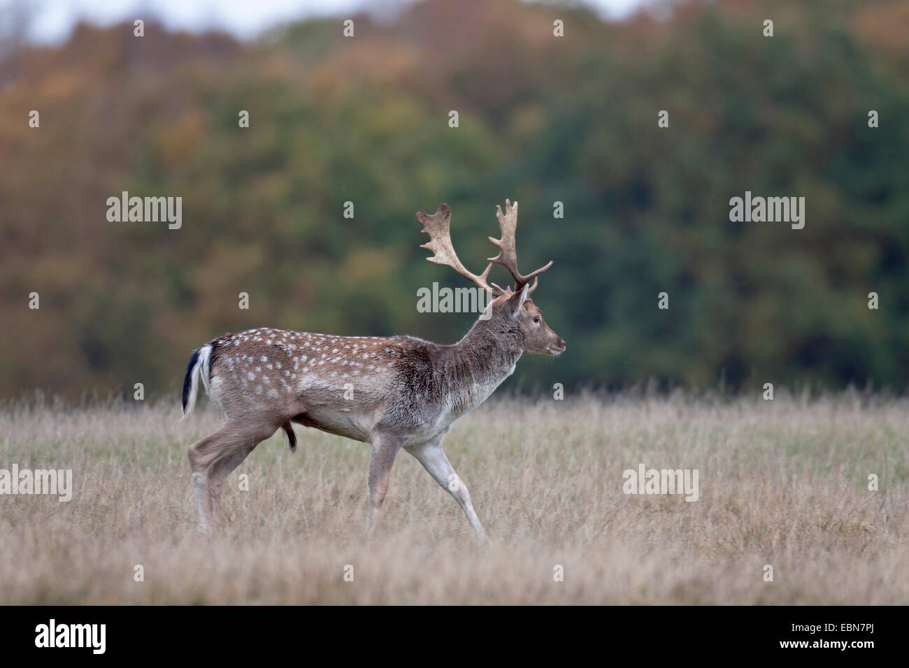 fallow deer (Dama dama, Cervus dama), young stag in a meadow, Denmark ...