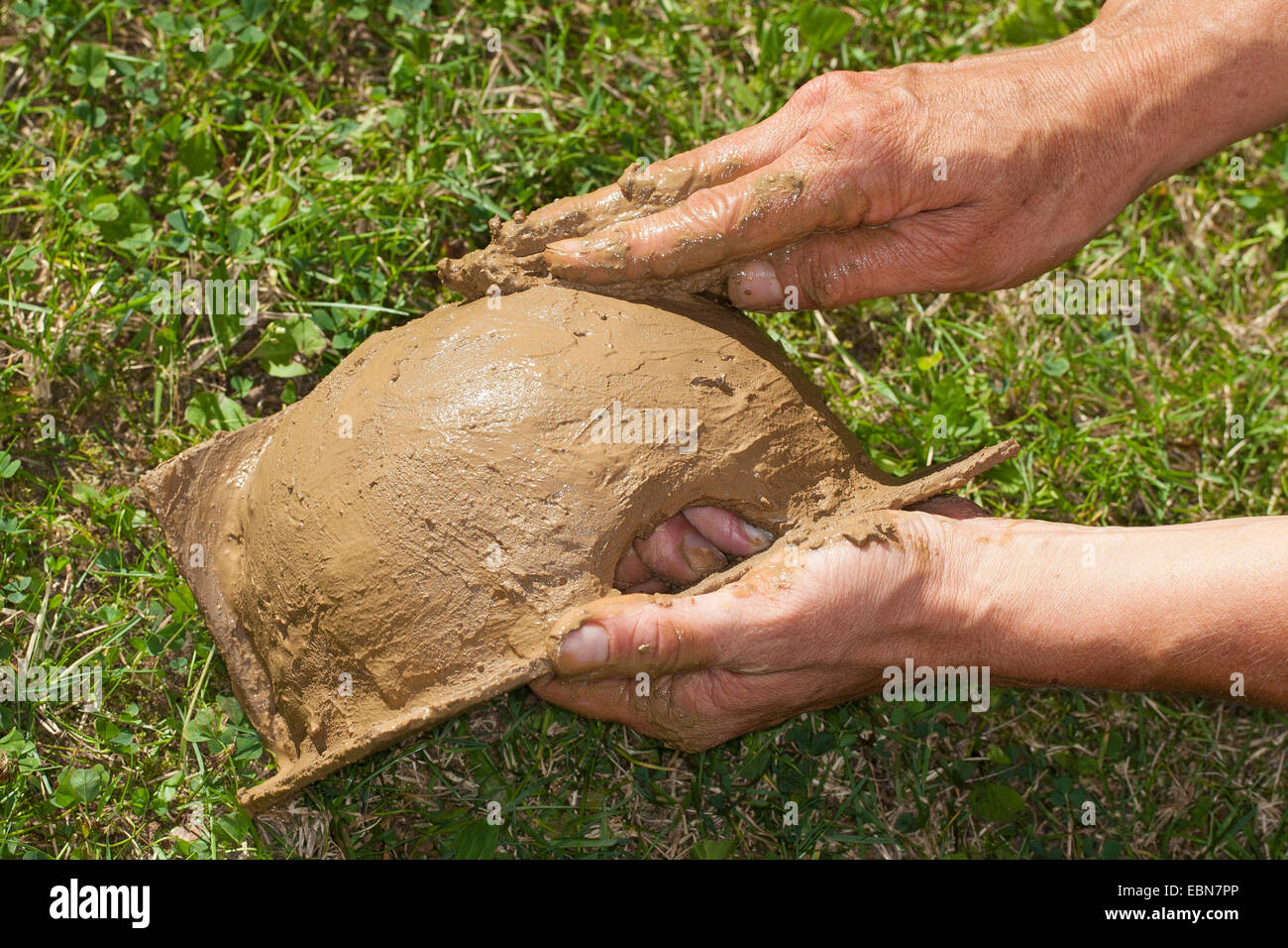 common house martin (Delichon urbica), nest box vor a house martin is ...