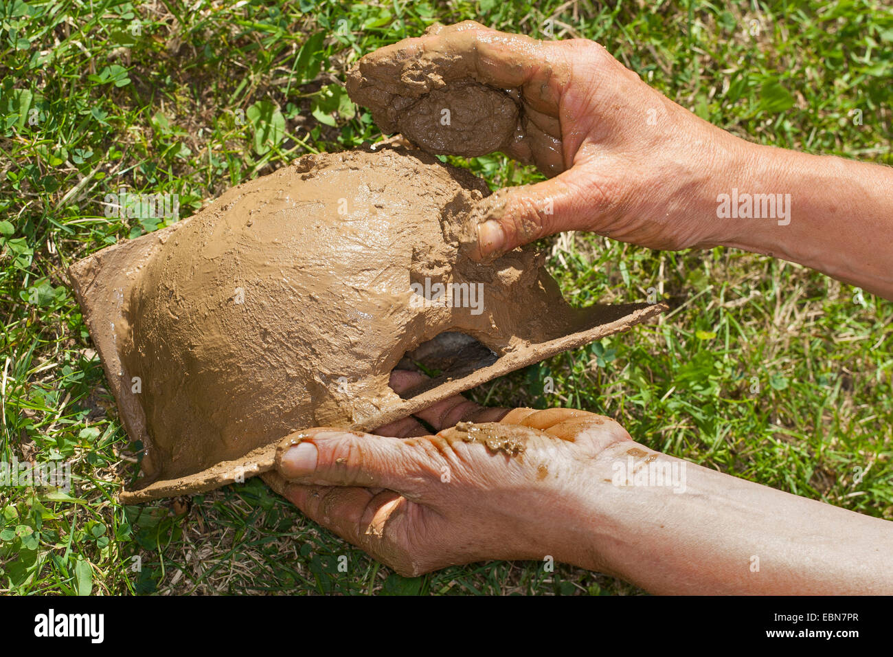 common house martin (Delichon urbica), nest box vor a house martin is ...