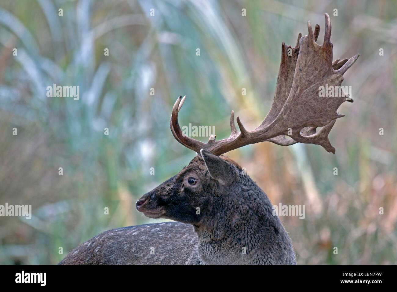 fallow deer (Dama dama, Cervus dama), portrait of a stag, Denmark Stock ...