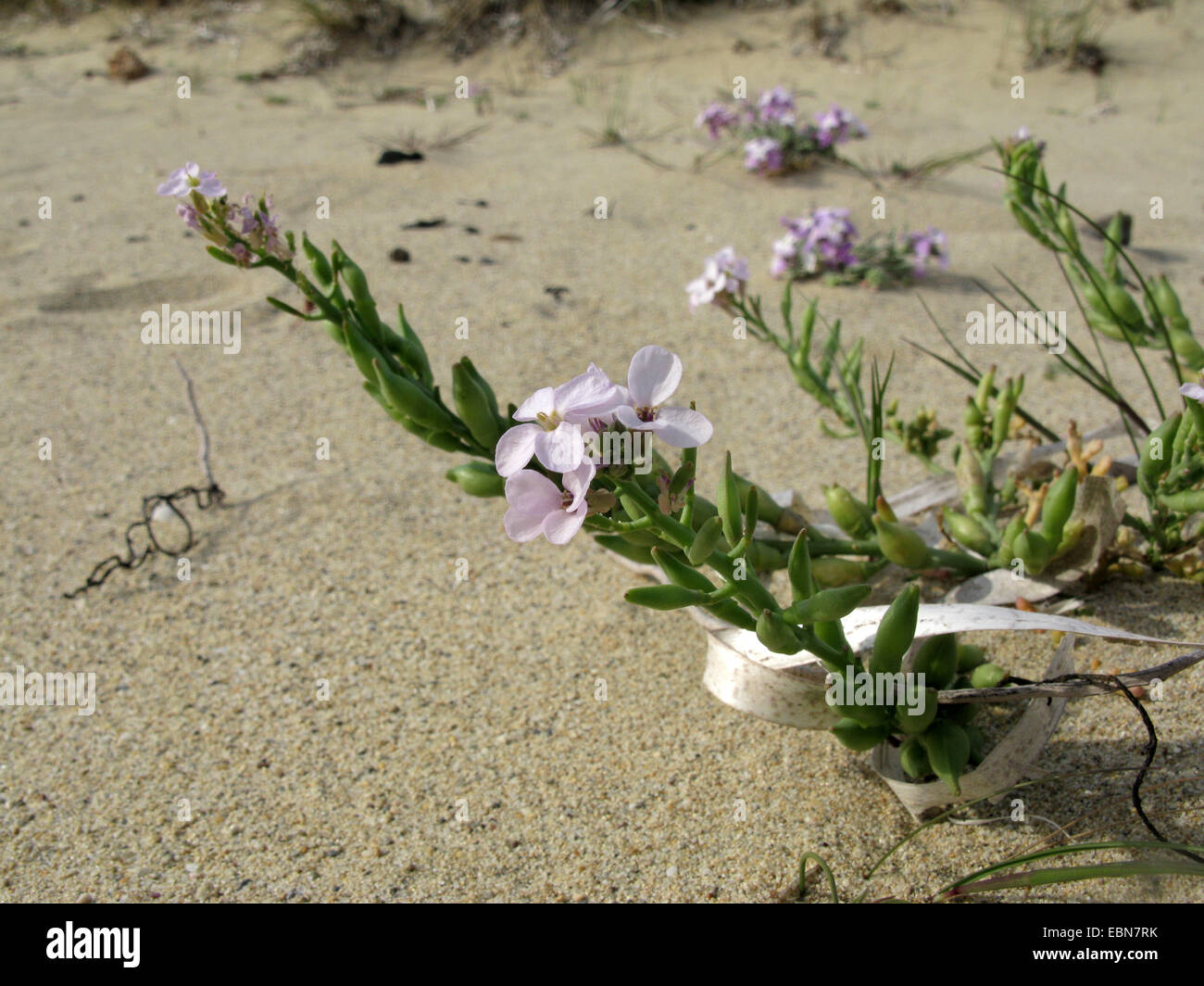 European searocket, sea rocket (Cakile maritima), blooming, Greece ...