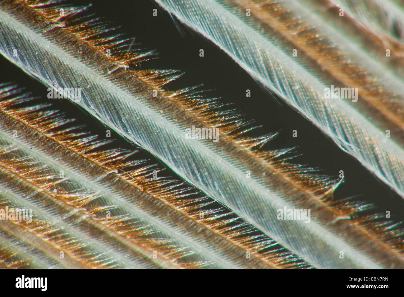 Hawk feather hi-res stock photography and images - Alamy