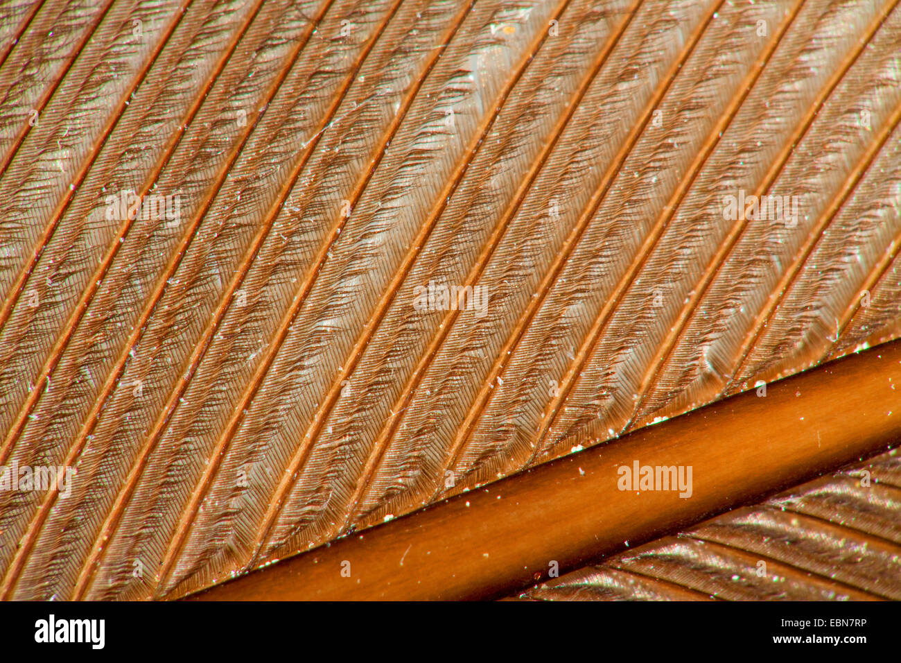Hawk feather hi-res stock photography and images - Alamy
