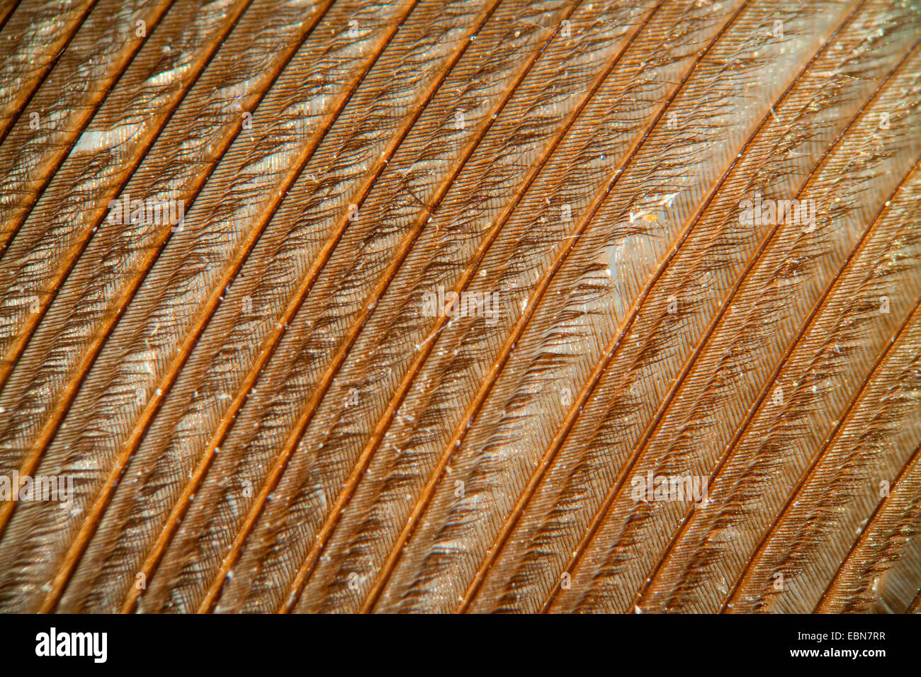 Hawk feather hi-res stock photography and images - Alamy