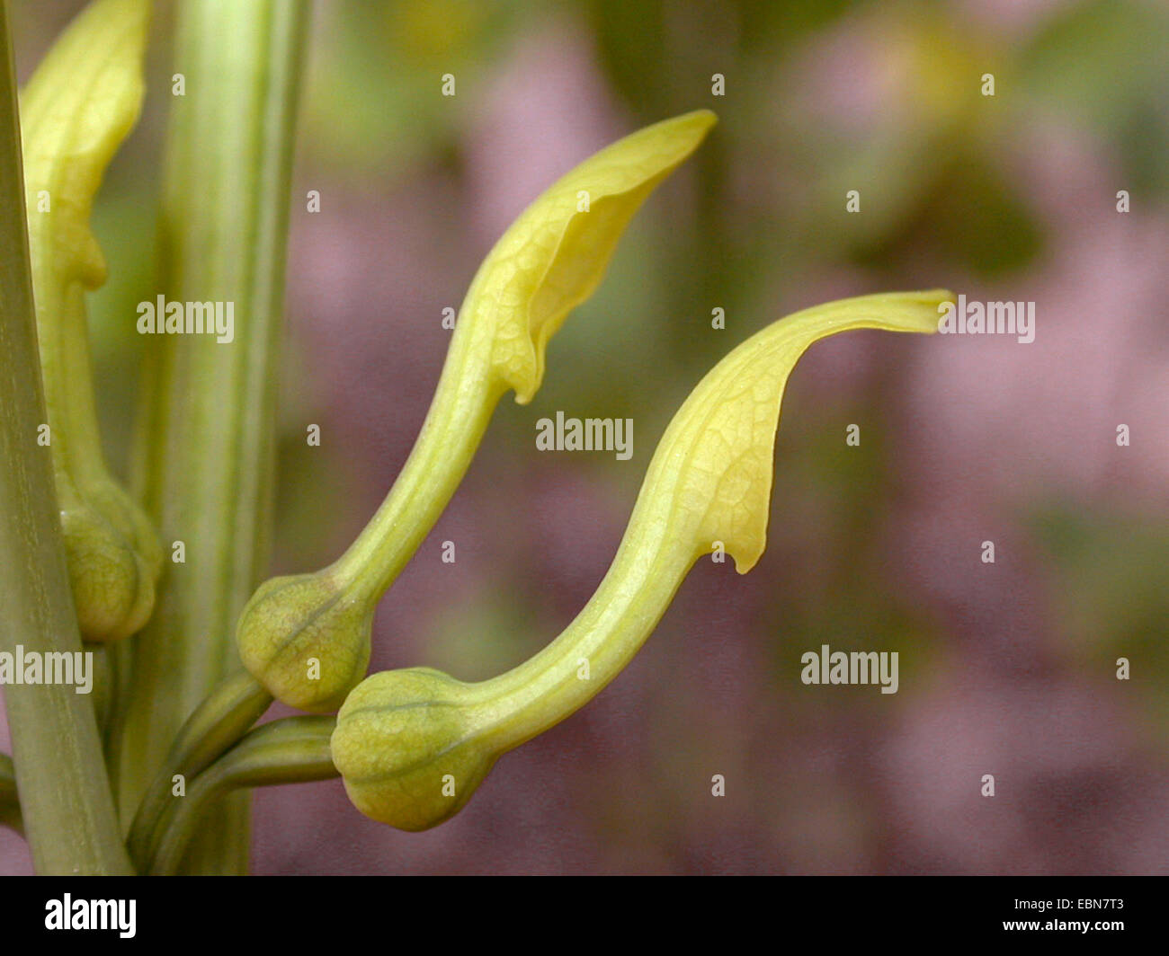 Birthwort (Aristolochia clematitis), flowers, Germany Stock Photo - Alamy