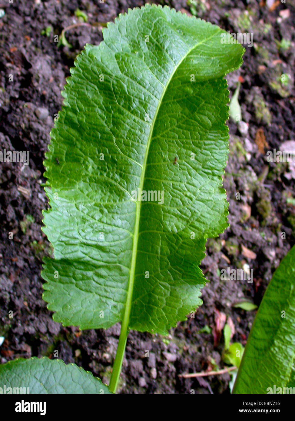 Horse-radish (Armoracia rusticana), leaf, Germany Stock Photo - Alamy