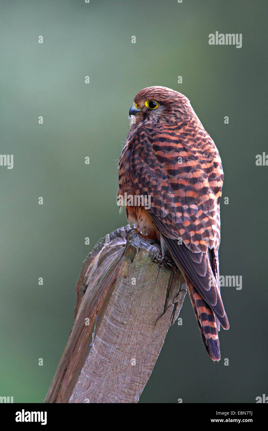 Spotted Kestrel