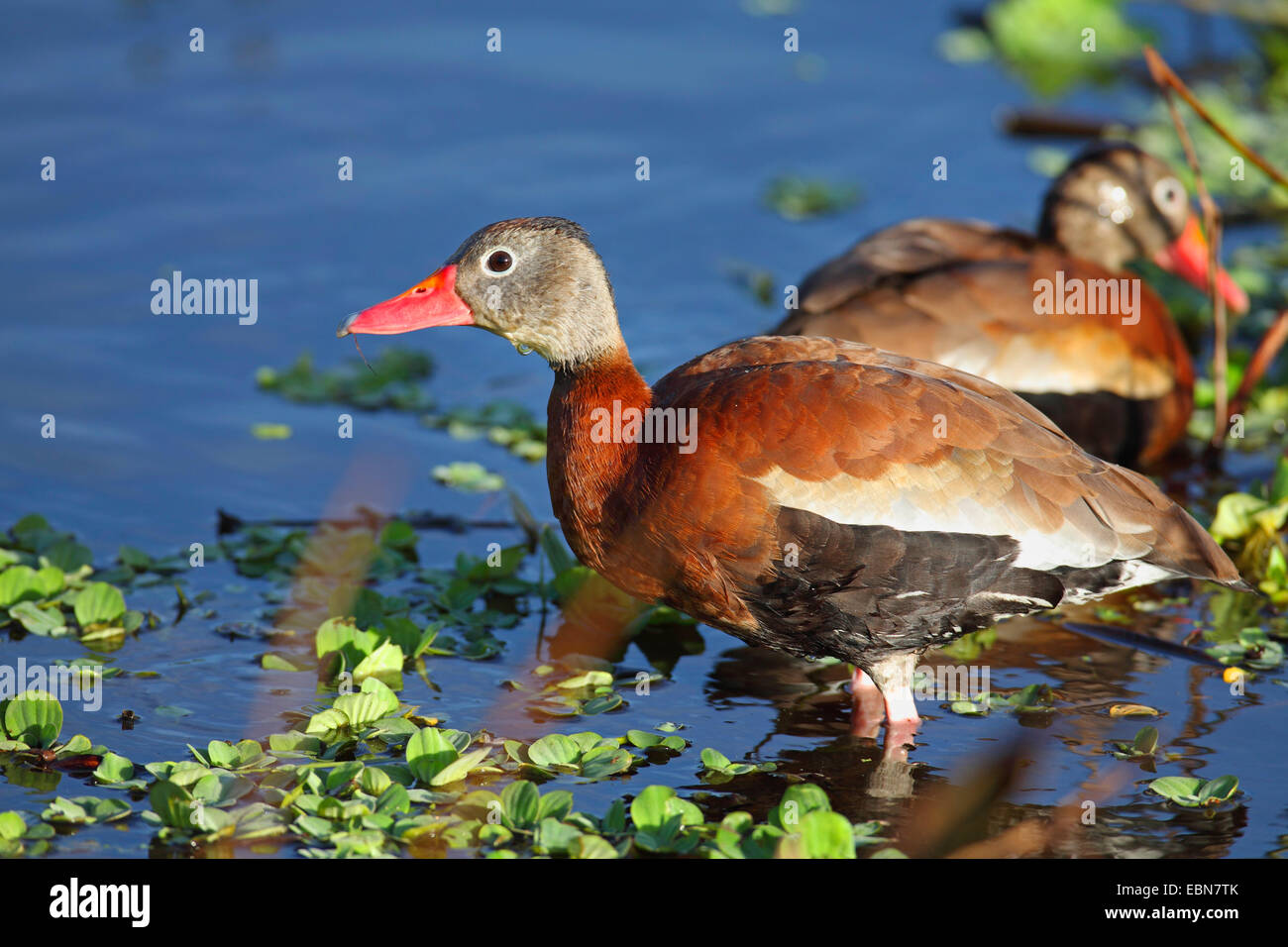 red-billed whistling duck (Dendrocygna autumnalis), duck standing in ...