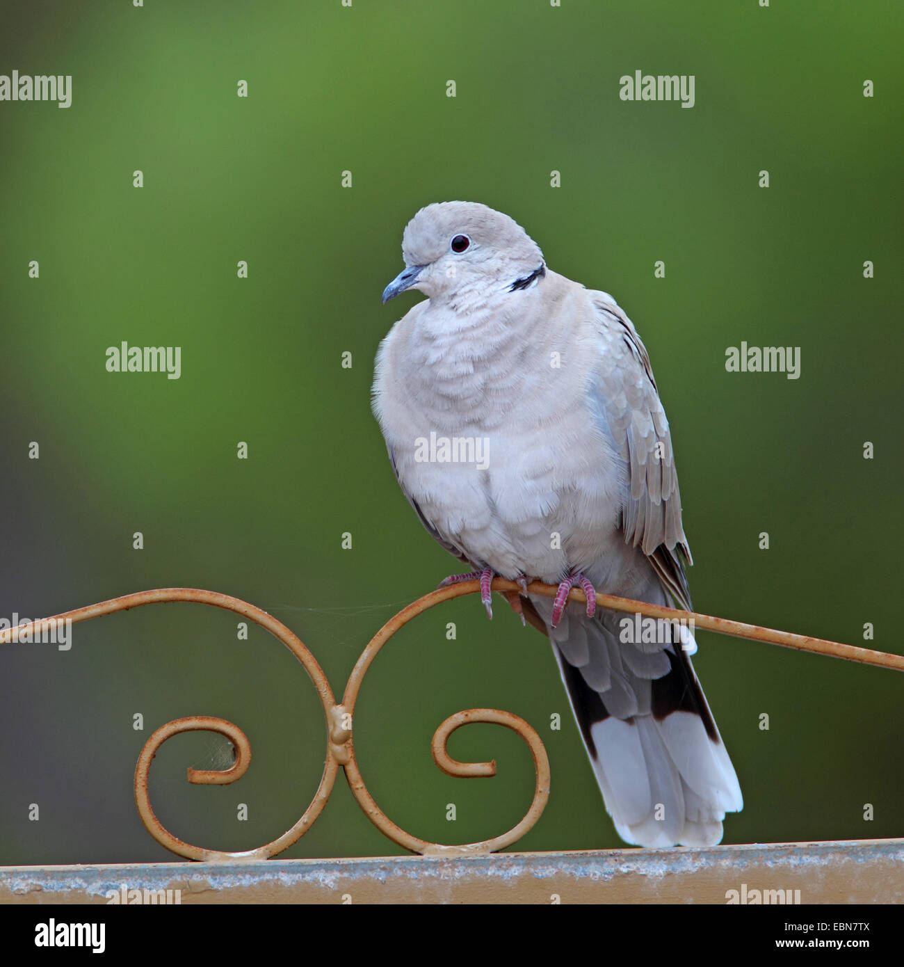 Spain birds of europe hi-res stock photography and images - Alamy