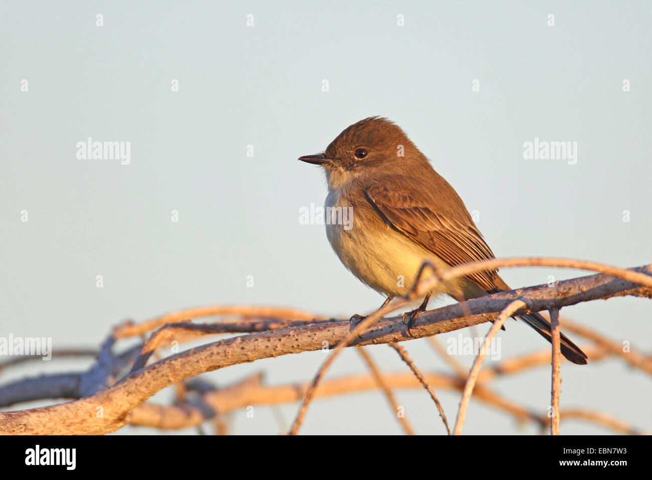 Eastern phoebe (Sayornis phoebe), sitting on a branch, USA, Florida ...