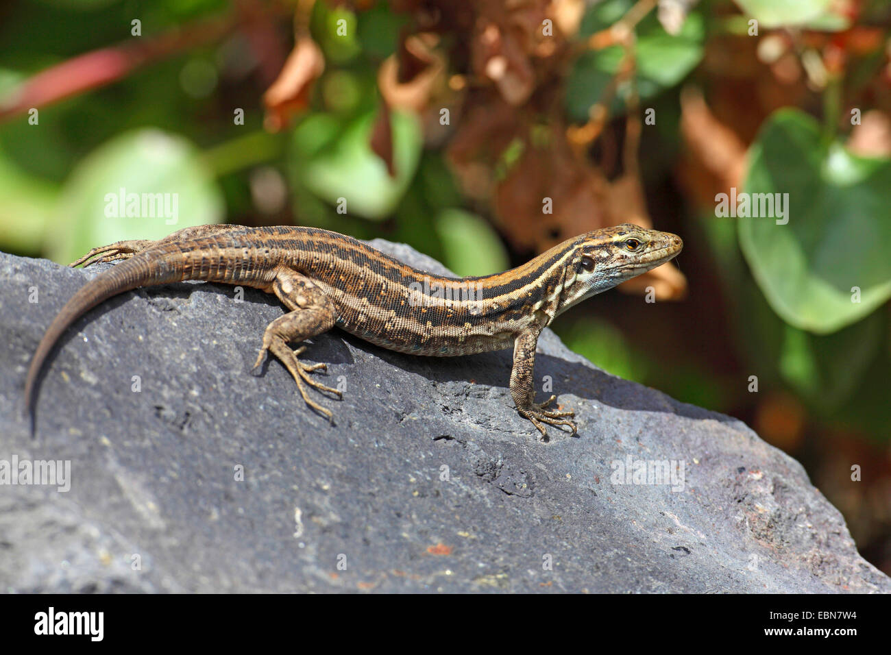 Canary Island Lizard (Gallotia galloti galloti), female sitting on a ...