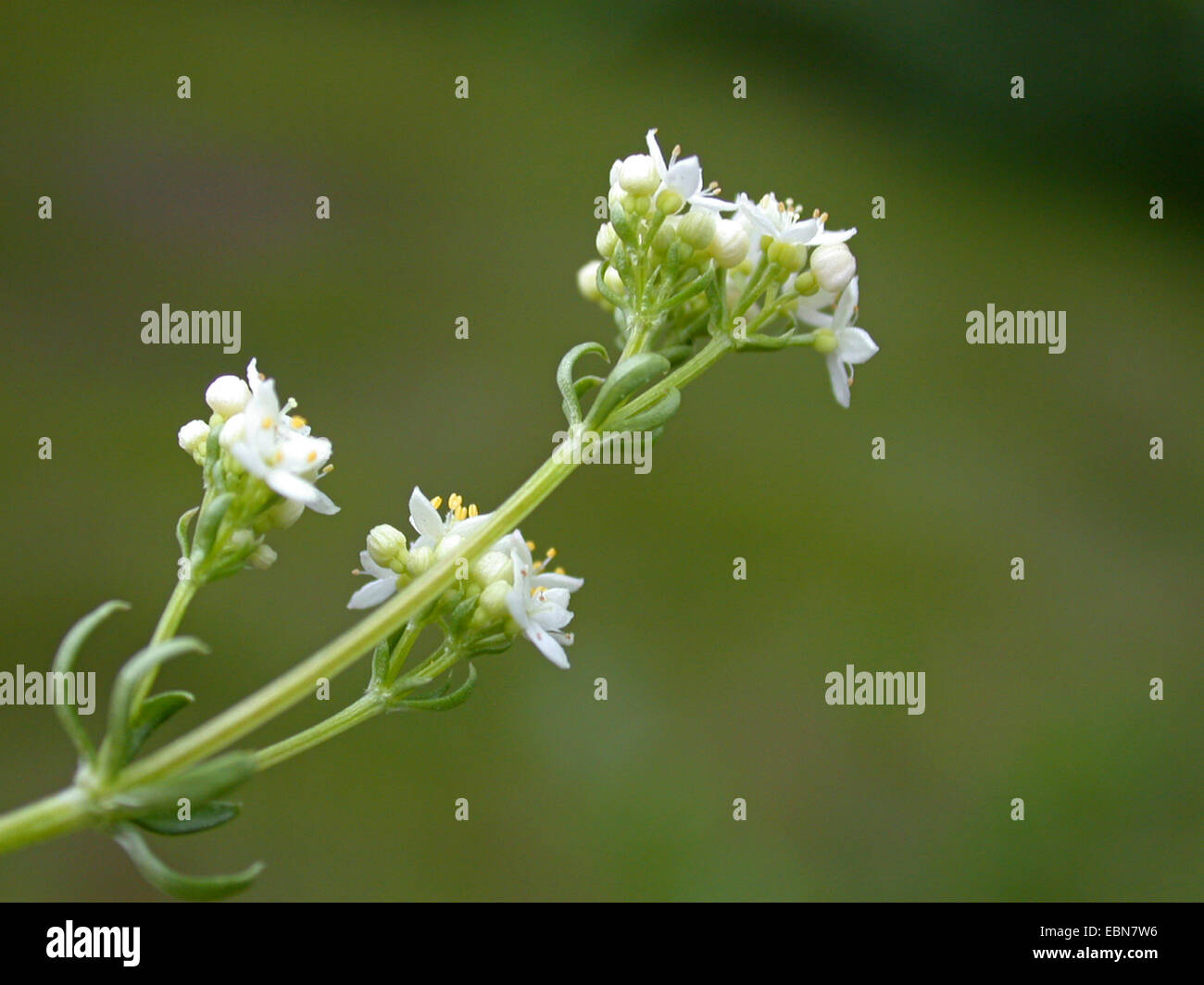 Heath bedstraw (Galium saxatile, Galium harcynicum), inflorescence ...