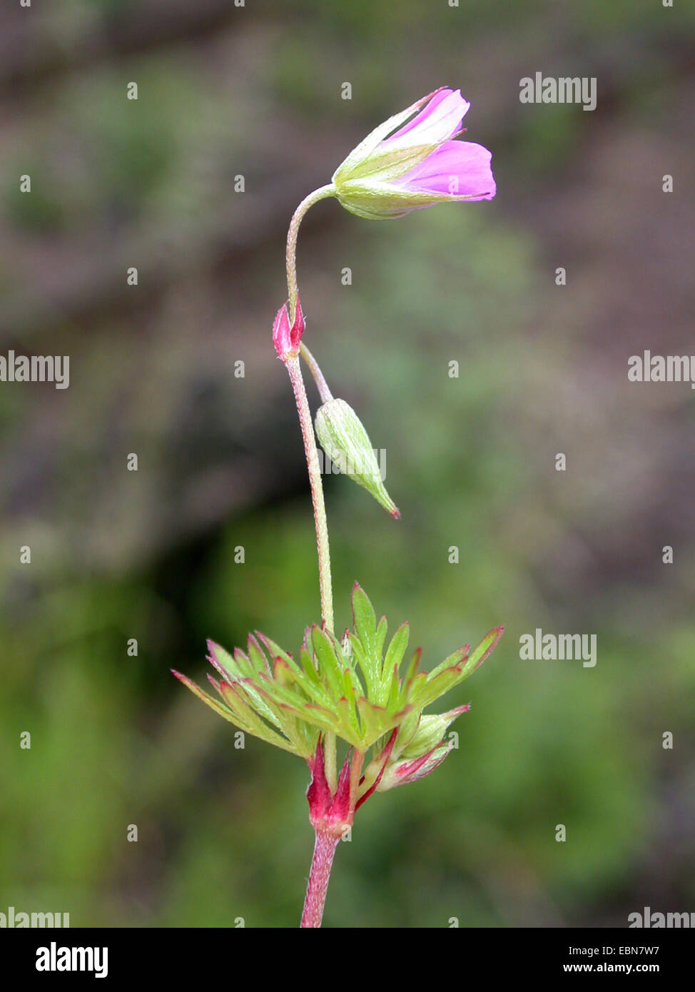 Long-stalked cranesbill, Long-stalk cranesbill (Geranium columbinum ...
