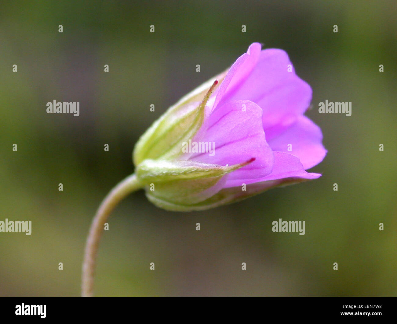 Long stalked cranesbill hi-res stock photography and images - Alamy