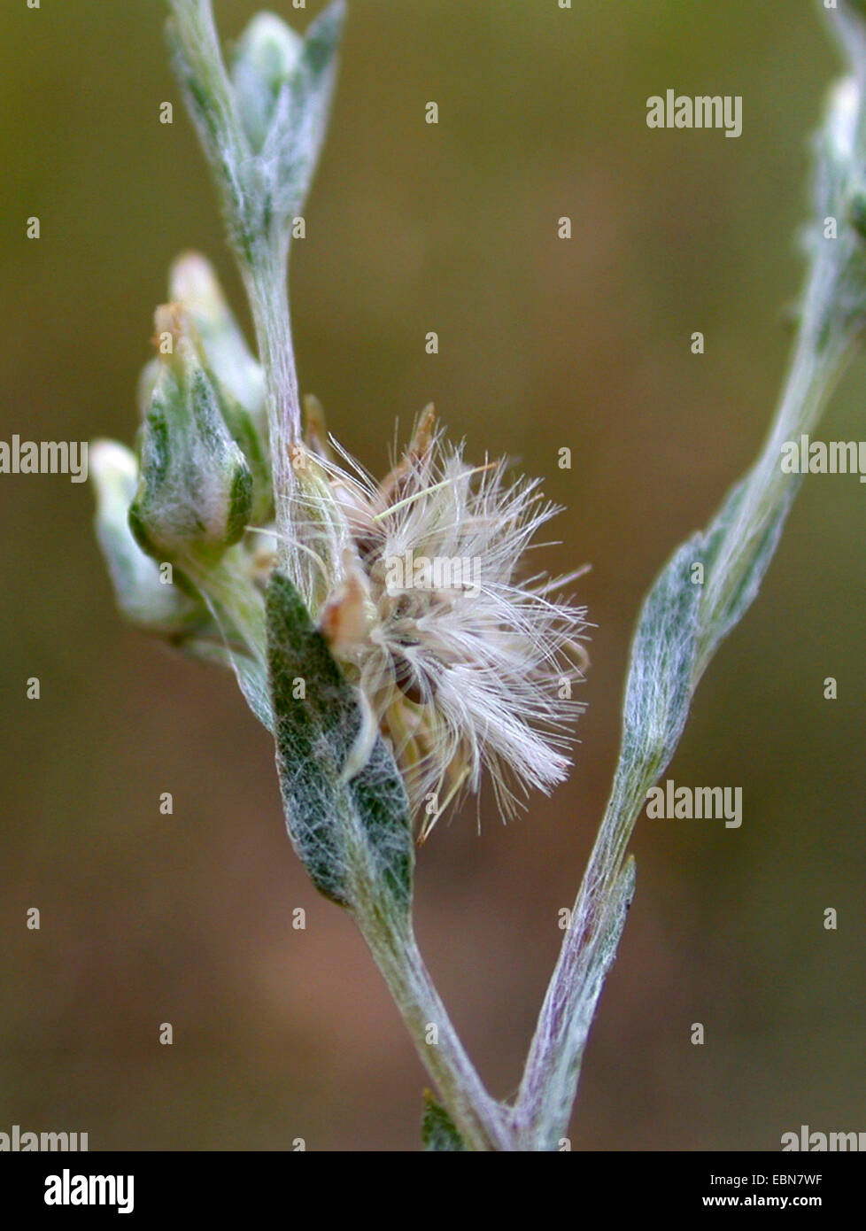 slender cudweed, small cudweed (Filago minima), fruiting, Germany ...