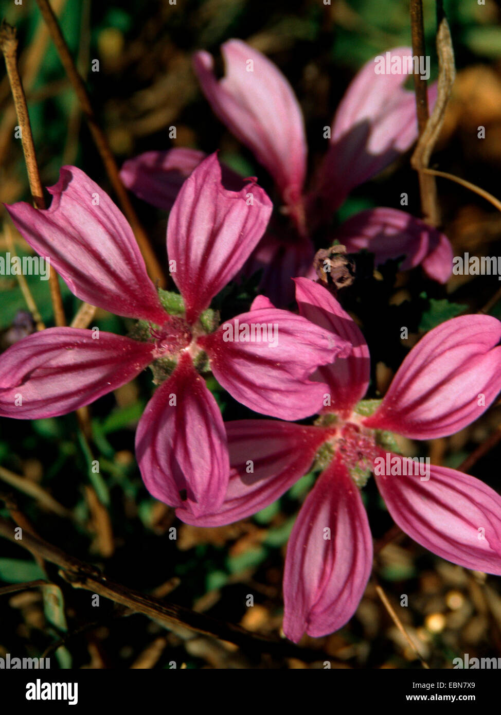 common mallow, blue mallow, high mallow, high cheeseweed (Malva ...