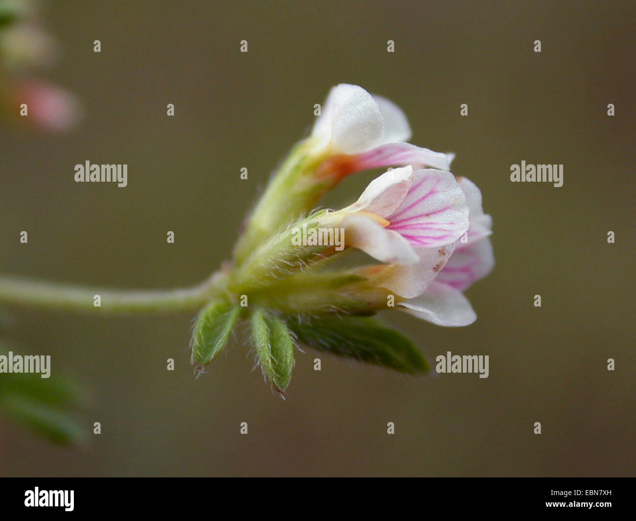 bird's-foot (Ornithopus perpusillus), inflorescence, Germany Stock ...