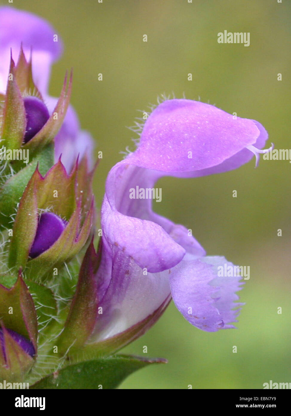 large self-heal, prunella loveliness (Prunella grandiflora), flower ...