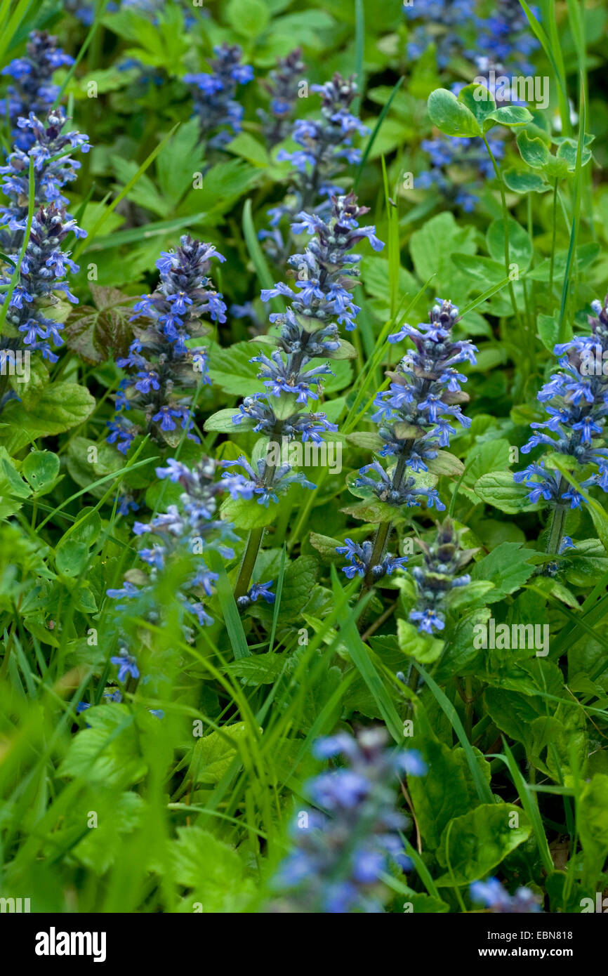 Creeping bugleweed ajuga reptans hi-res stock photography and images ...