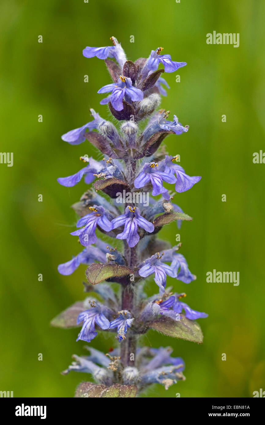 Common bugle, Creeping bugleweed (Ajuga reptans), inflorescence ...