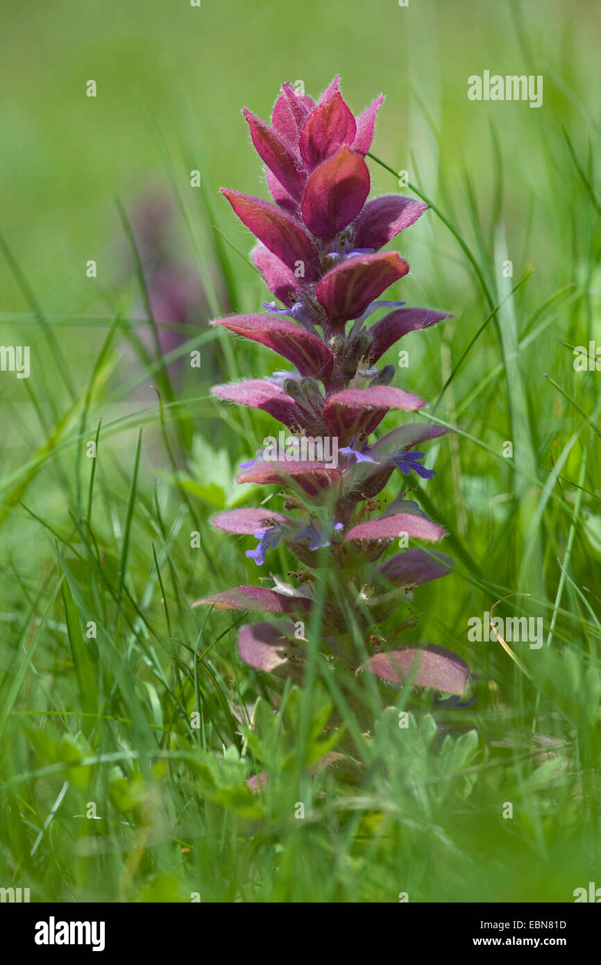 pyramidal bugle, erect bugle (Ajuga pyramidalis), inflorescence ...