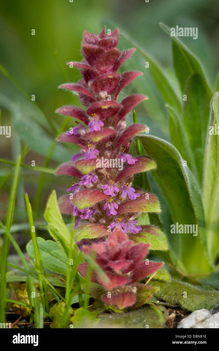 pyramidal bugle, erect bugle (Ajuga pyramidalis), inflorescence ...