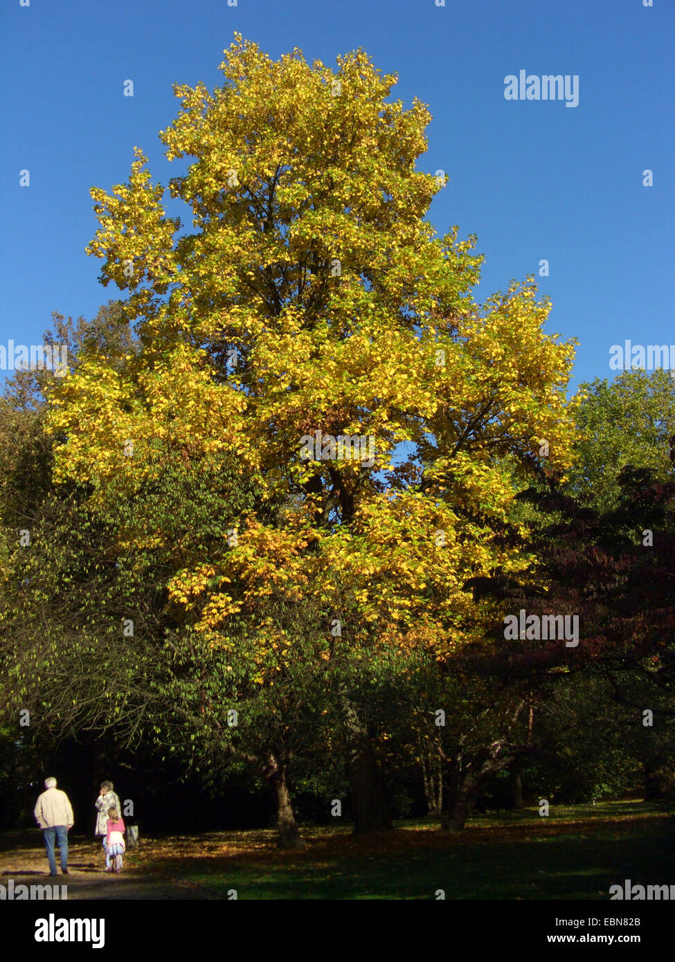 tulip tree (Liriodendron tulipifera), tree in autum in a park Stock ...