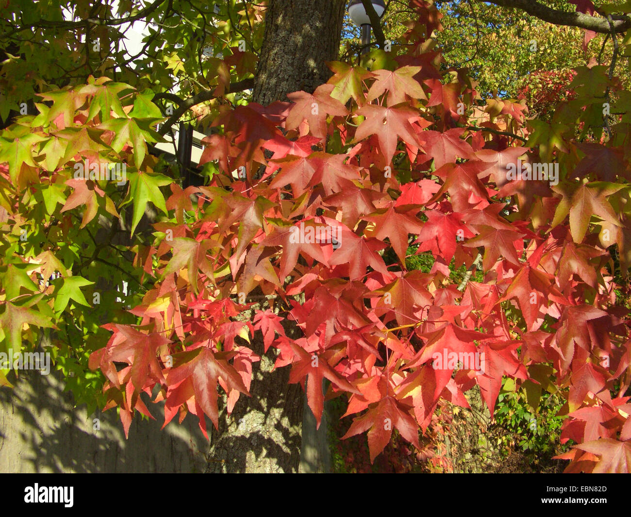 Liquidambar styraciflua autumn hi-res stock photography and images - Alamy