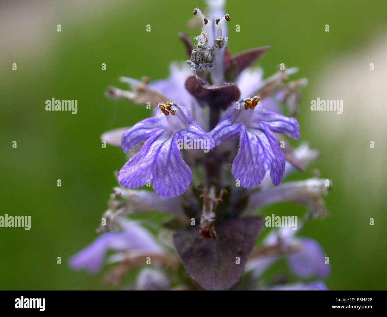 Bugle flowers hi-res stock photography and images - Alamy