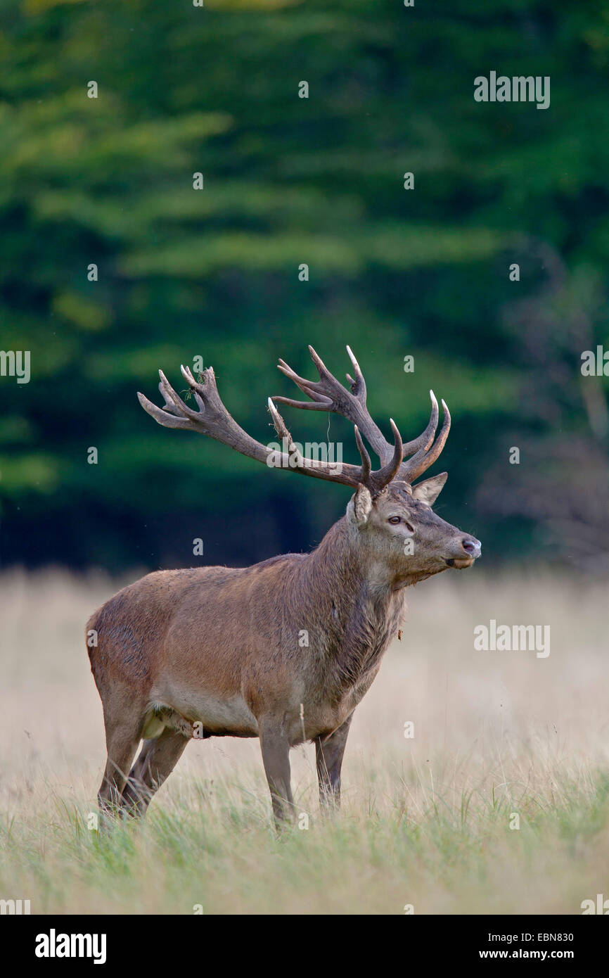 Standing on a rutting ground hi-res stock photography and images - Alamy